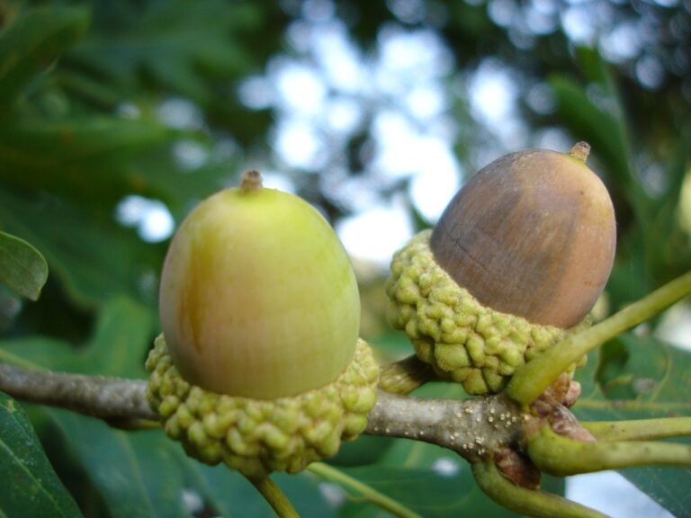 Foods That Boost Testosterone - Carna Pedia